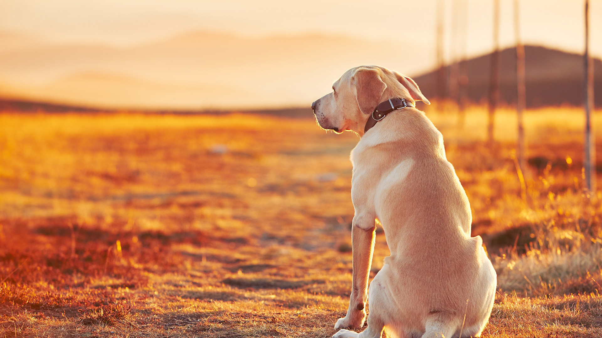 How a PCL Solar Energy Project Rescued Dogs from the Wilderness