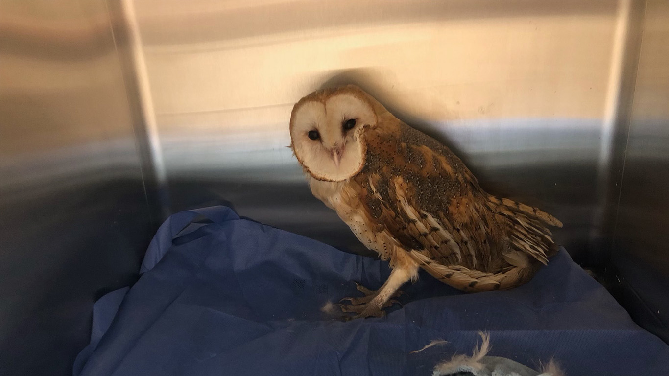 Wildlife Rescue: Construction Workers Save Barn Owl from Fowl Situation
