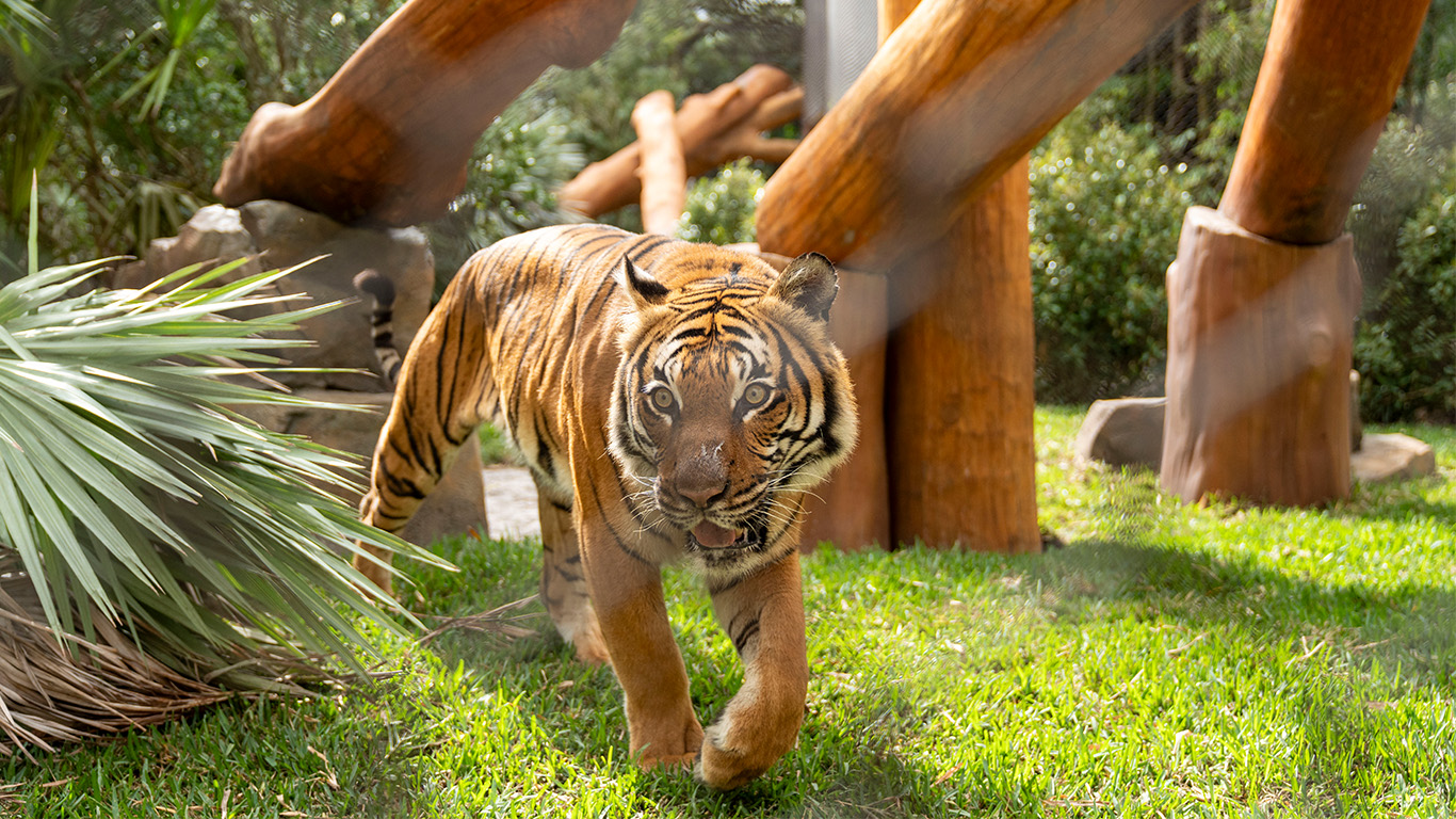 Palm Beach Zoo: Tiger Forest